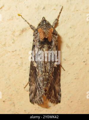 Plusiine Looper Moths (Plusiinae) Insecta Stock Photo - Alamy