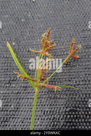 Purple nutsedge (Cyperus rotundus) Plantae Stock Photo - Alamy