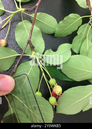 Running Serviceberry (Amelanchier stolonifera) Plantae Stock Photo - Alamy
