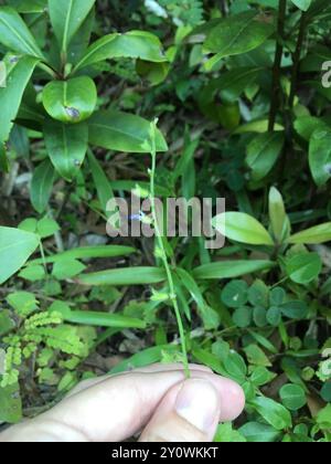 River sage (Salvia misella) Plantae Stock Photo - Alamy