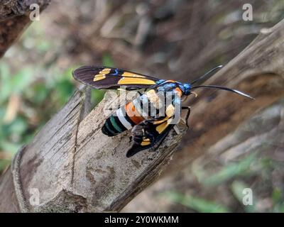 Basker (Euchromia lethe) Insecta Stock Photo - Alamy