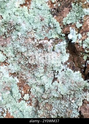 Dust Lichens (Lepraria) Fungi Stock Photo - Alamy