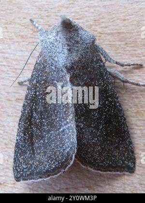 Maritime Sunflower Borer (Papaipema maritima) Insecta Stock Photo - Alamy