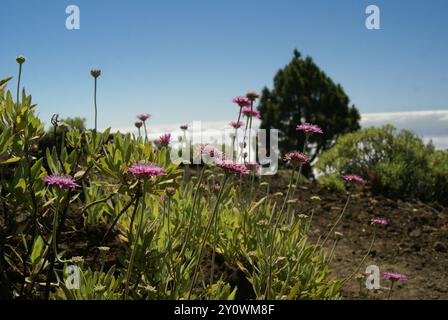 (Pterocephalus porphyranthus) Plantae Stock Photo - Alamy