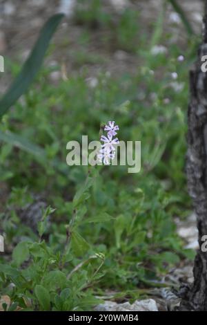Mediterranean Catchfly (Silene colorata) Plantae Stock Photo - Alamy