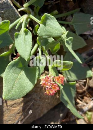 Devil's Thorn (Rumex spinosus), Plantae, Municipalité de Marrakech ...