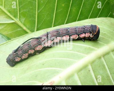 (Isognathus menechus) Insecta Stock Photo - Alamy