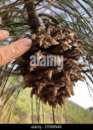 gray pine (Pinus sabiniana) Plantae Stock Photo - Alamy