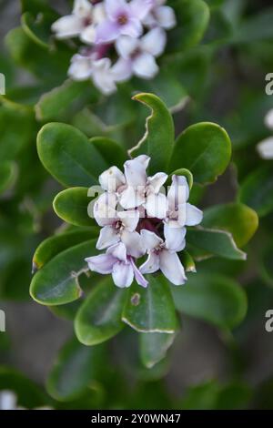 (Daphne sericea) Plantae Stock Photo - Alamy