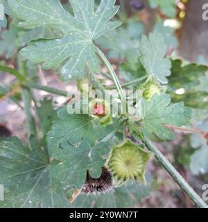 Carolina Bristlemallow (Modiola caroliniana) Plantae Stock Photo - Alamy