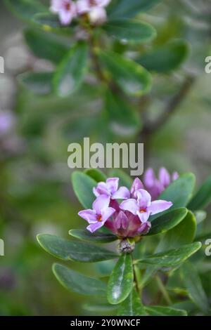 (Daphne sericea) Plantae Stock Photo - Alamy