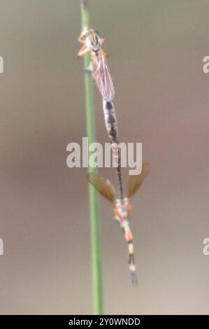 Slender Robberflies (Leptogaster) Insecta Stock Photo - Alamy