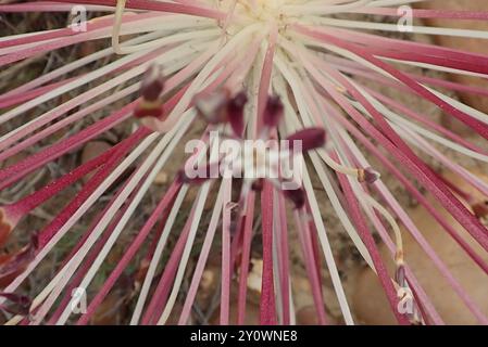 April-fool Parasol (Crossyne guttata) Plantae Stock Photo - Alamy