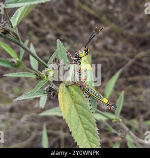 Variegated grasshopper (Zonocerus variegatus) Insecta Stock Photo - Alamy