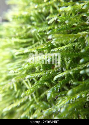 Flat Neckera (Alleniella complanata), Plantae, Pontevedra, España, On ...