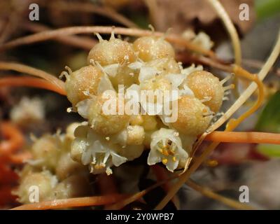 Field Dodder (Cuscuta campestris) Plantae Stock Photo - Alamy