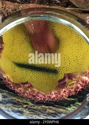 shaggy cap (Boletellus emodensis) Fungi Stock Photo - Alamy