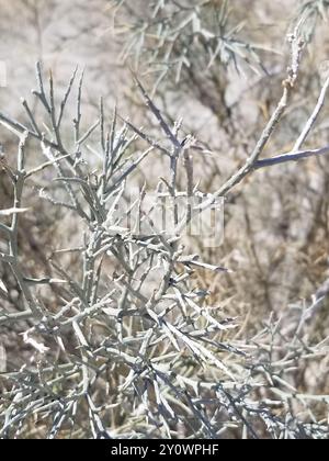 Smoke Tree (Psorothamnus spinosus), Plantae, Anza-Borrego Desert State ...