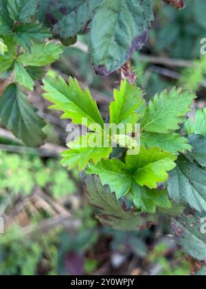 southern dewberry (Rubus trivialis), Plantae, Windsor Forest, Savannah ...