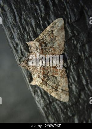 Apple Looper (Phrissogonus laticostata), Insecta, Ataahua, New Zealand ...