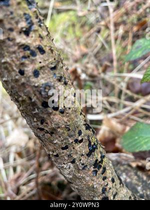(Exidia pithya) Fungi Stock Photo - Alamy