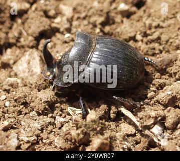 Spanish Dung Beetle (Copris hispanus) Insecta Stock Photo - Alamy