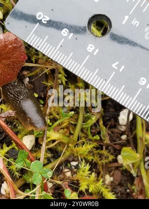 ater-group Arion Slugs (Arion) Mollusca Stock Photo - Alamy