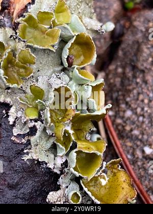 Ruffle Lichens (Parmotrema) Fungi Stock Photo - Alamy