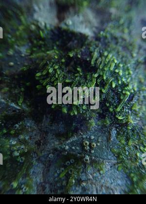 (Radula bolanderi) Plantae Stock Photo - Alamy