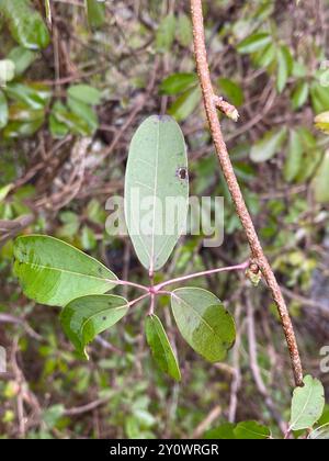 Five-leaf akebia (Akebia quinata), Plantae, Kamikoshikicho Nakakoshiki ...