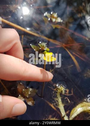swollen bladderwort (Utricularia inflata) Plantae Stock Photo - Alamy