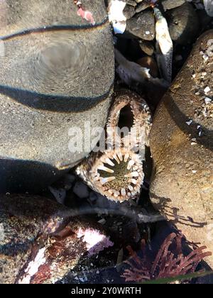 Venus Clams (Veneridae) Mollusca Stock Photo - Alamy