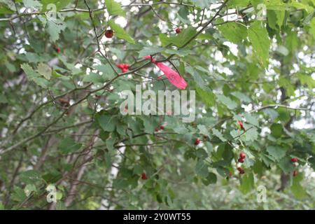 Schuette's Hawthorn (Crataegus schuettei) Plantae Stock Photo - Alamy