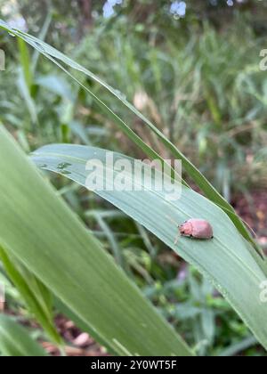 (Menippus cynicus) Insecta Stock Photo - Alamy