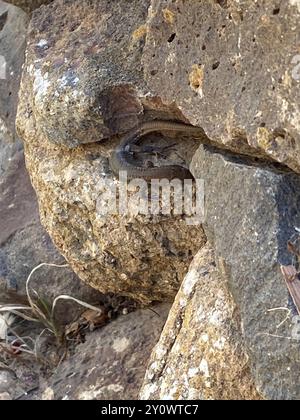 Atlantic Lizard (Gallotia atlantica) Reptilia Stock Photo - Alamy