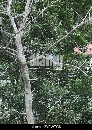 Eastern Bluebird (Sialia sialis) Aves Stock Photo - Alamy