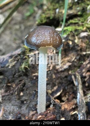 (Oudemansiella gigaspora) Fungi Stock Photo - Alamy