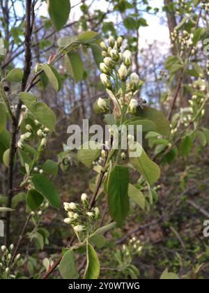 roundleaf shadbush (Amelanchier sanguinea) Plantae Stock Photo - Alamy