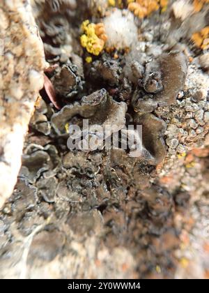 Powdery Rock-olive Lichen (Peltula euploca) Fungi Stock Photo - Alamy
