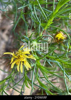 Pine-bush (Ericameria pinifolia) Plantae Stock Photo - Alamy