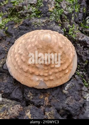 Whitecap Limpet (Acmaea mitra) Mollusca Stock Photo - Alamy