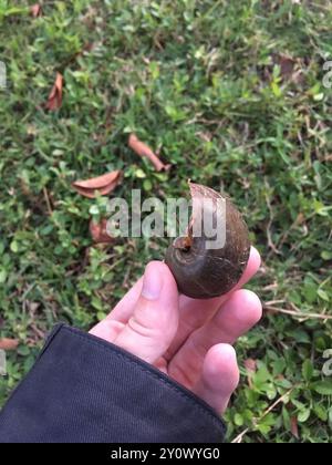 Island Apple Snail (Pomacea maculata) Mollusca Stock Photo - Alamy