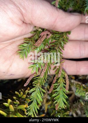 snow totara (Podocarpus nivalis) Plantae Stock Photo - Alamy