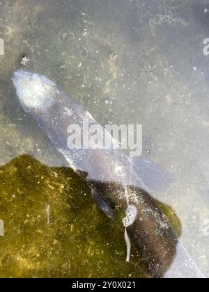 European Conger (Conger conger) Actinopterygii Stock Photo - Alamy