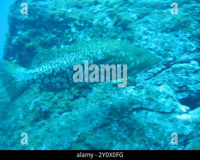Island Grouper (Mycteroperca fusca), Actinopterygii, Cape Verde Stock ...