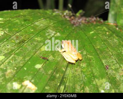 Variable Rain Frog (Pristimantis variabilis) Amphibia Stock Photo - Alamy