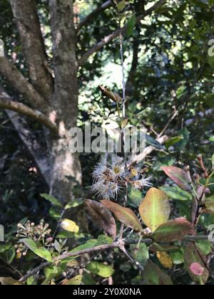 Swamp maire (Syzygium maire Stock Photo - Alamy