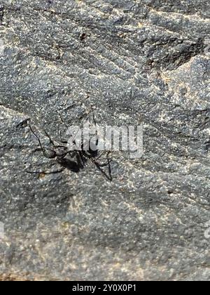(Aphaenogaster senilis) Insecta Stock Photo - Alamy