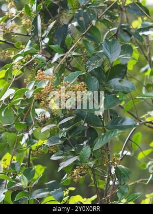 orange climber (Zanthoxylum asiaticum) Plantae Stock Photo - Alamy