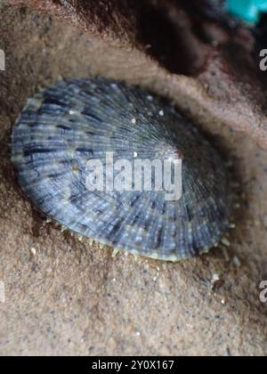 (Cellana toreuma) Mollusca Stock Photo - Alamy